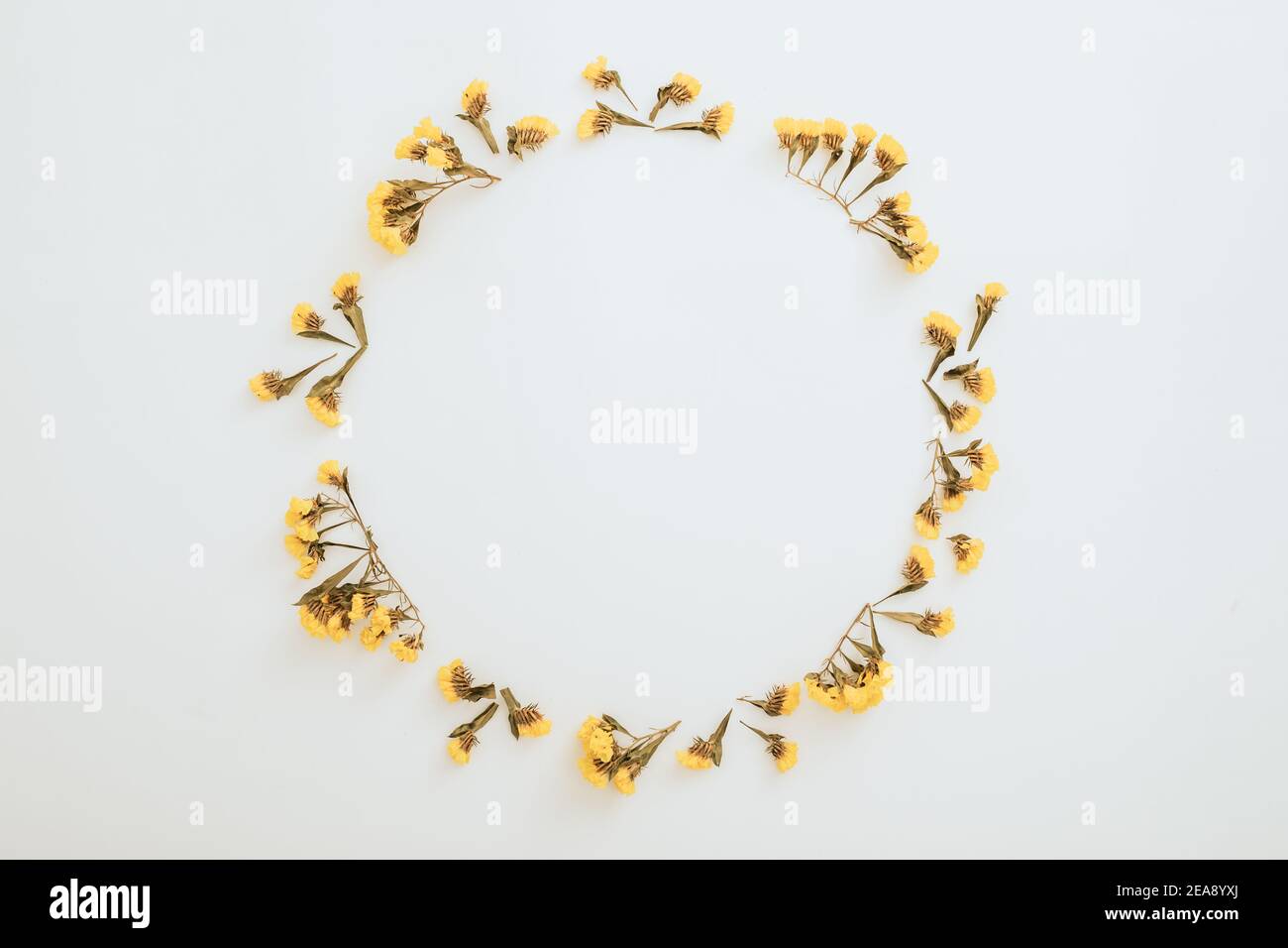 Round frame of yellow flowers on white background. Flat lay, top view ...