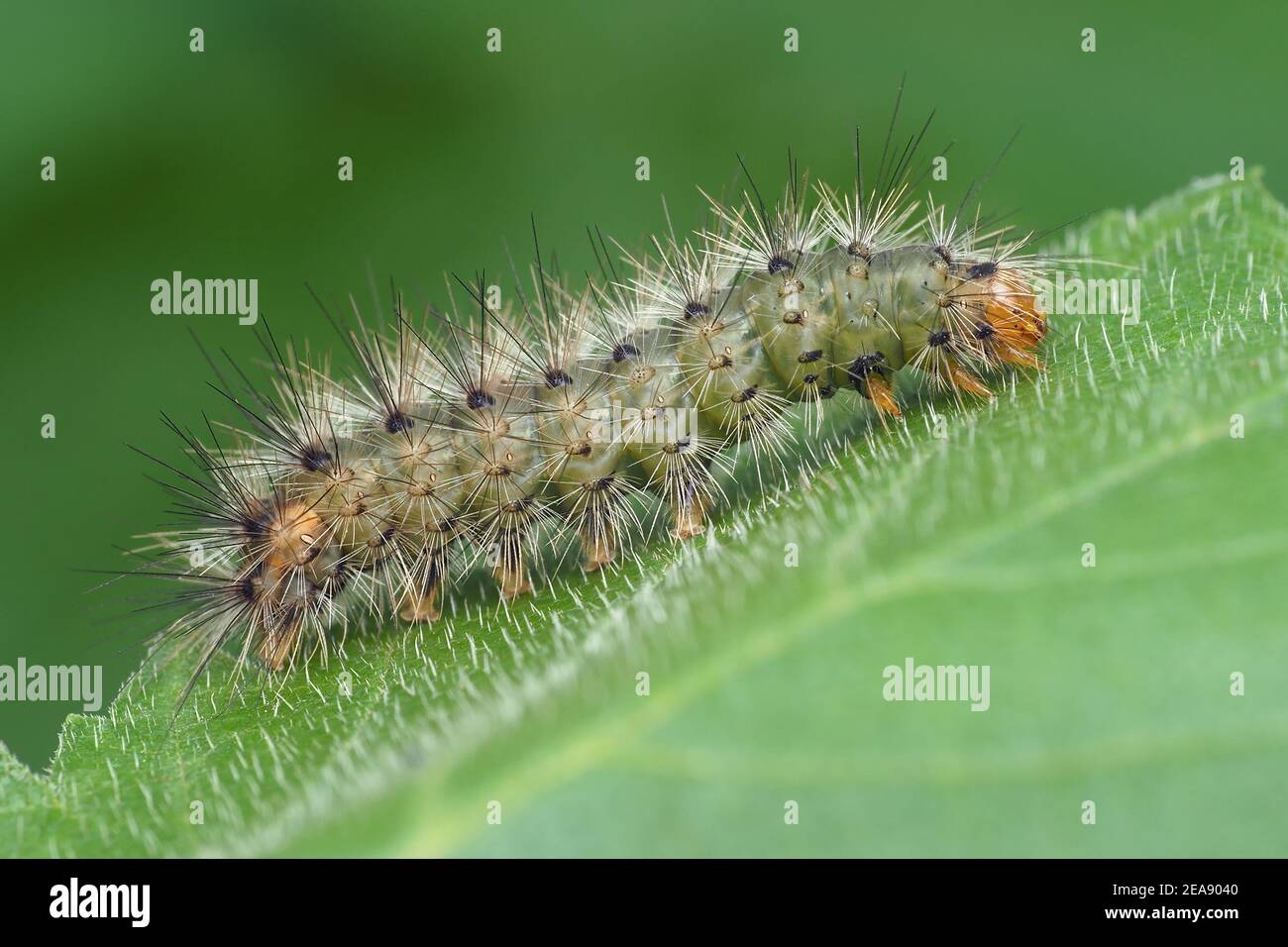 Buff ermine moth caterpillar (Spilosoma luteum) crawling on plant leaf ...