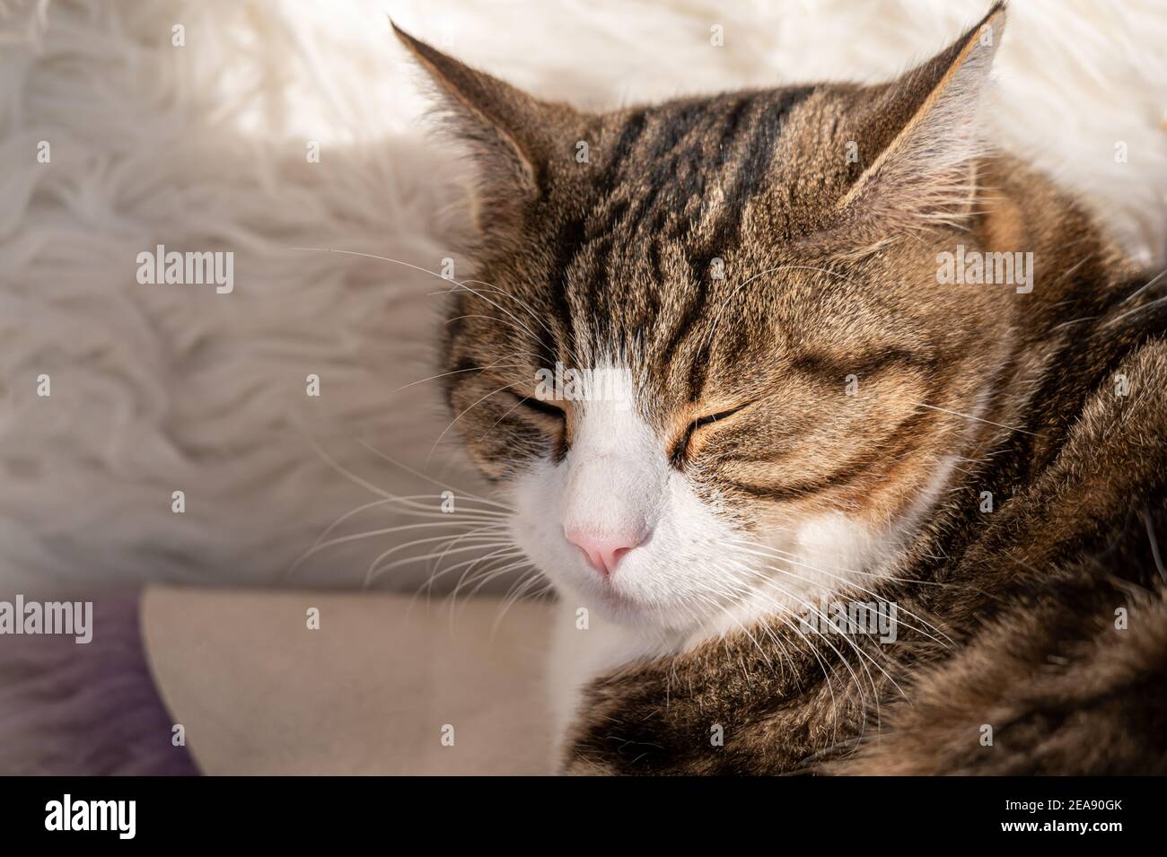 Cat on sofa. Closeup of one sleeping tabby cat on white blanket in ...