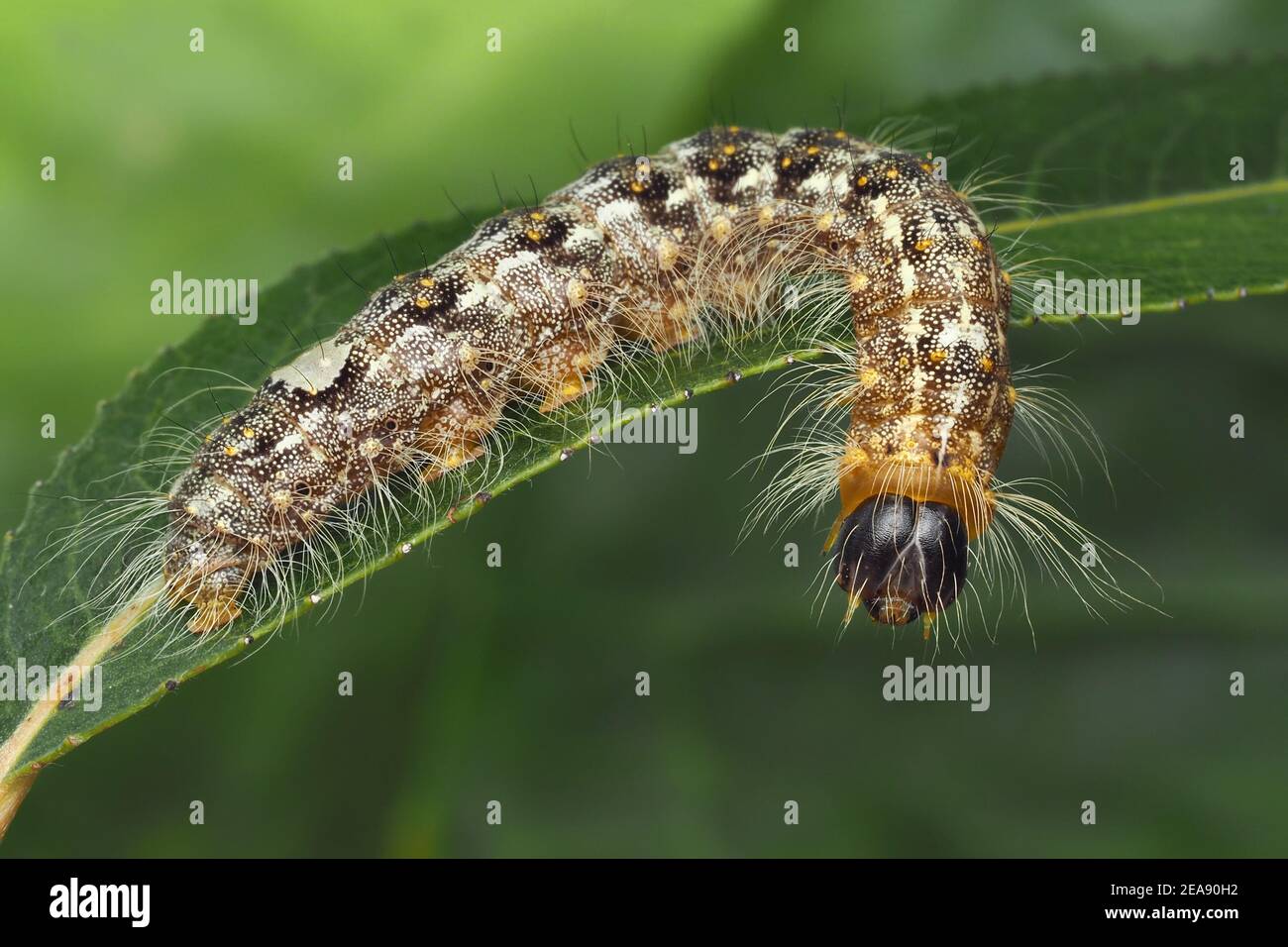 Poplar grey moth caterpillar hi-res stock photography and images - Alamy
