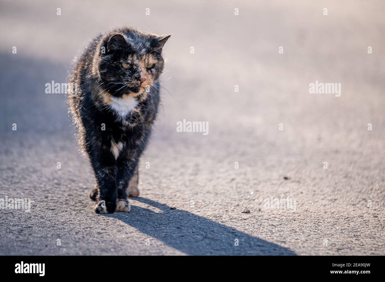 Tabby cat walking hi-res stock photography and images - Alamy