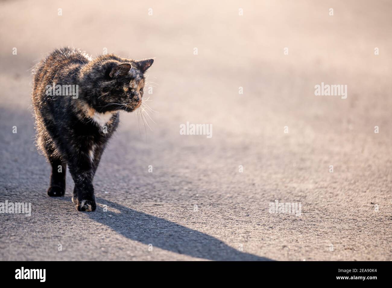 Cat on the street. One tabby cat walking alone in sunny day. Lausanne ...