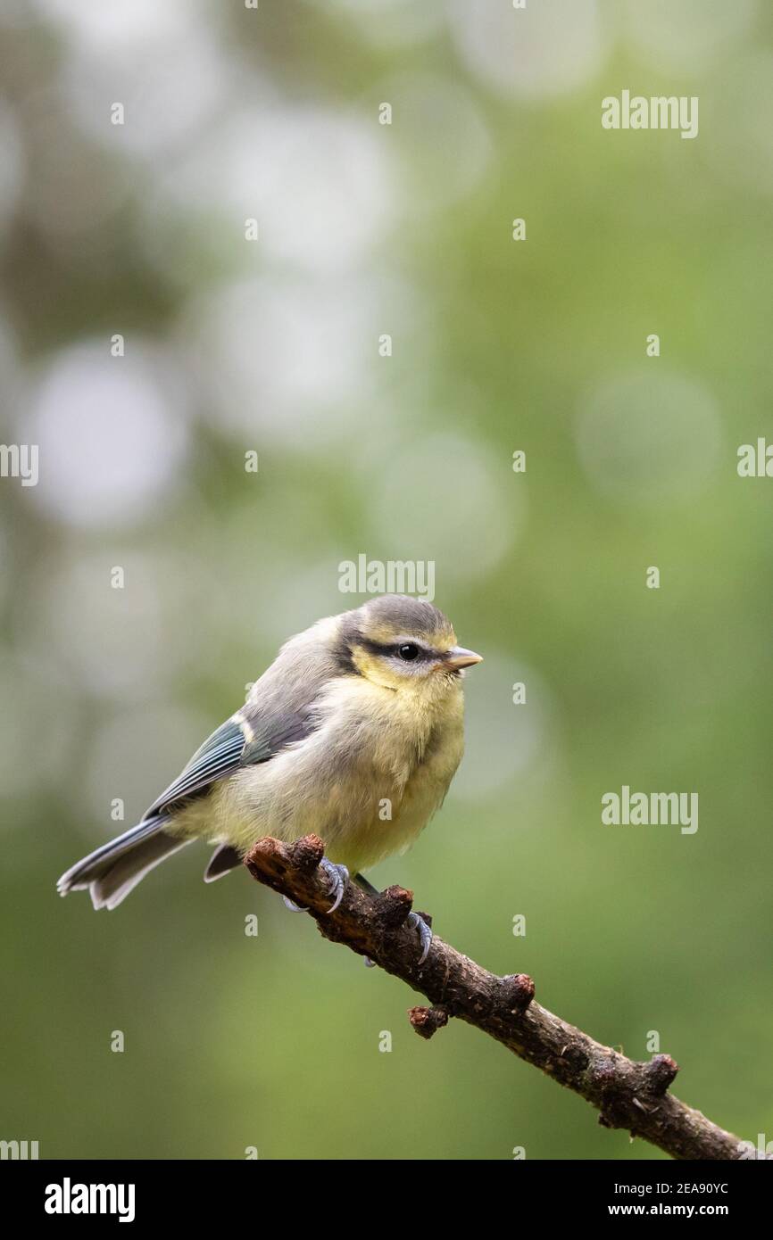 Juvenile Blue tit [ Cyanistes caeruleus ] on stick with out of focus ...