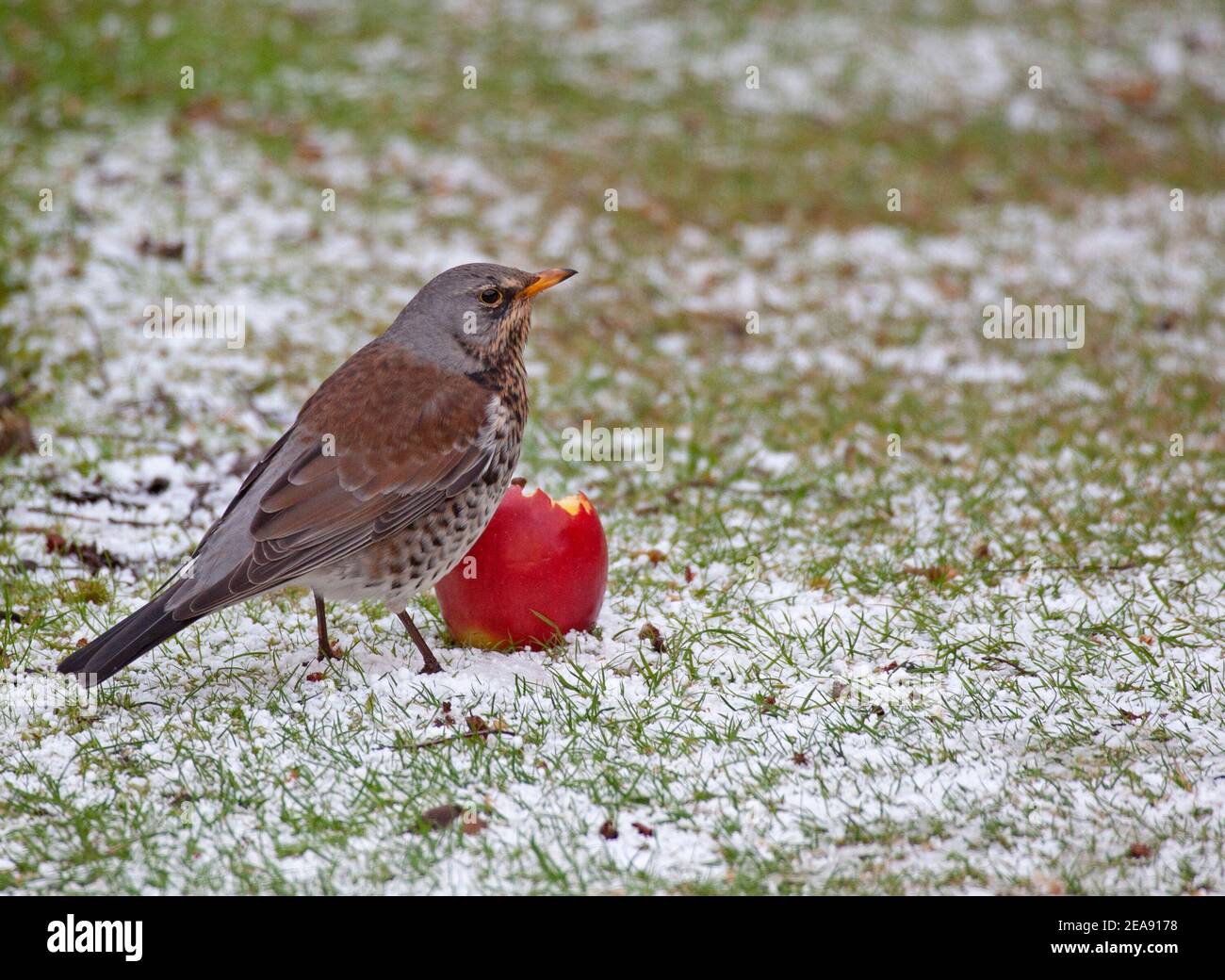 Member of the thrush family hi-res stock photography and images - Alamy