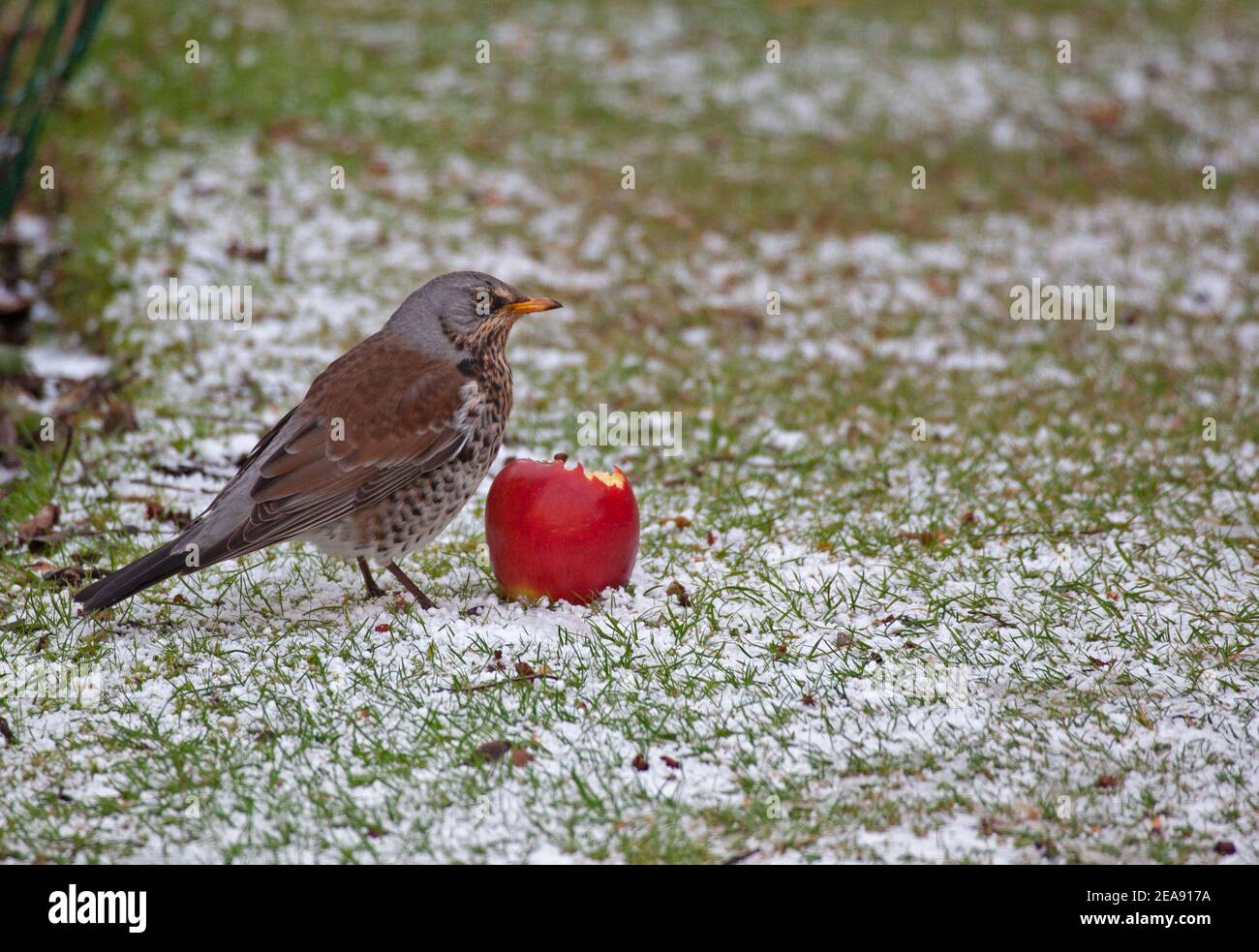 Member of the thrush family hi-res stock photography and images - Alamy
