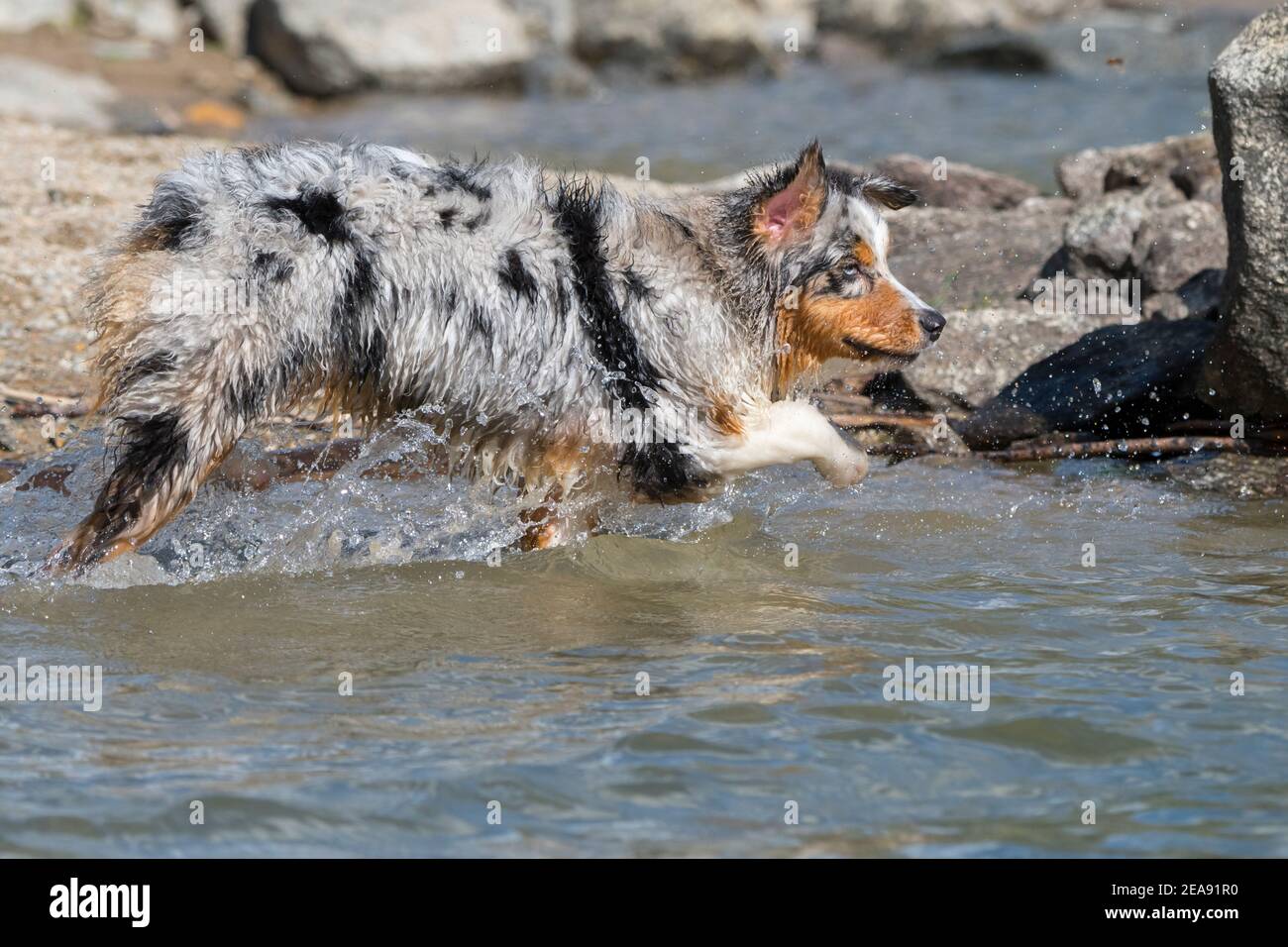 blue merle Australian shepherd dog runs on the shore of the Ceresole ...