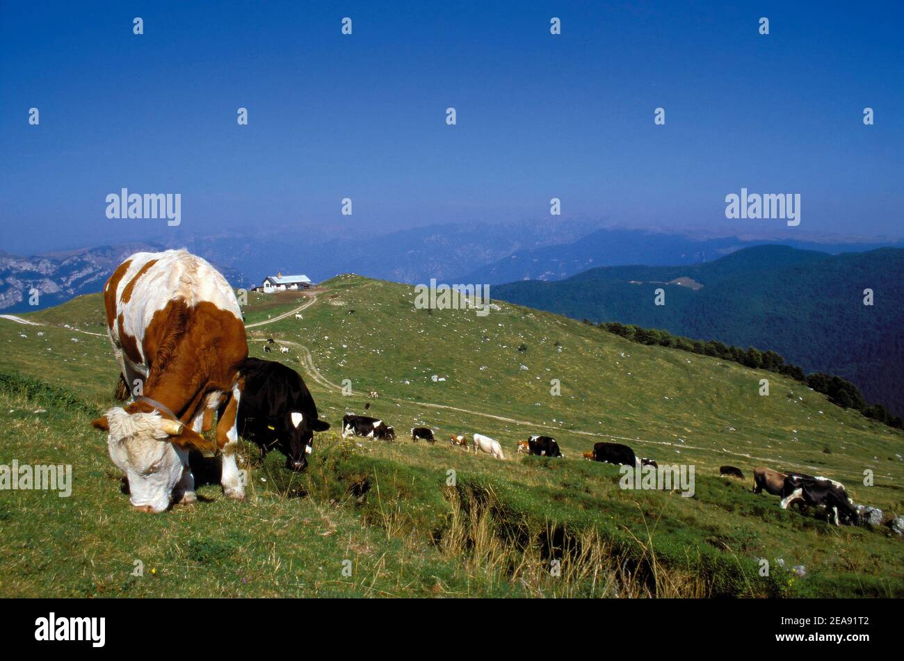 Mucche al pascolo hi-res stock photography and images - Alamy