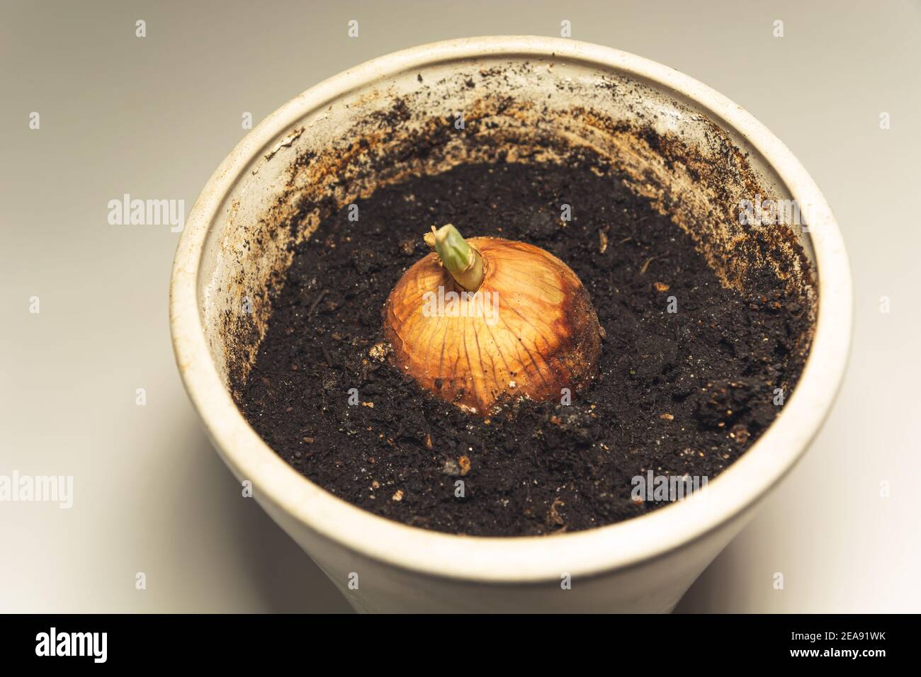 Rotten onion in a white pot with soil Stock Photo - Alamy