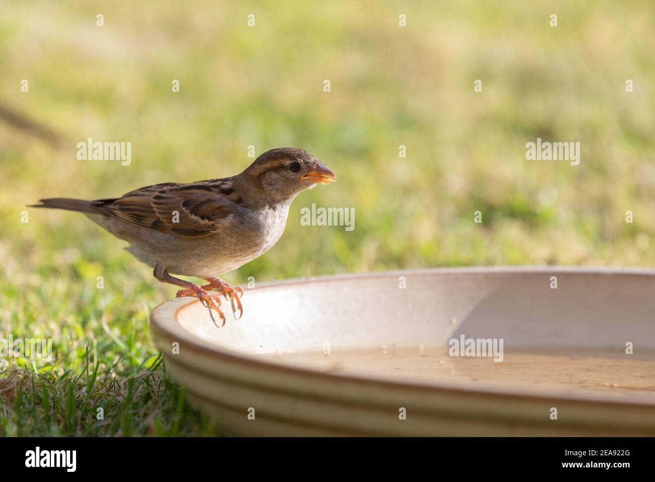 Female House Sparrow [ Passer domesticus ] drinking from a pottery dish ...