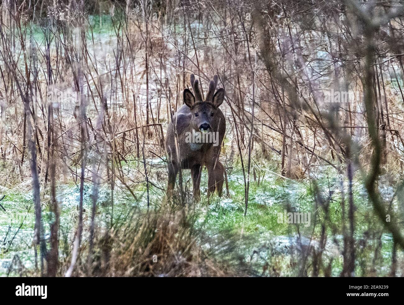 European Roe Deer foraging in a woodland during cold weather, West ...