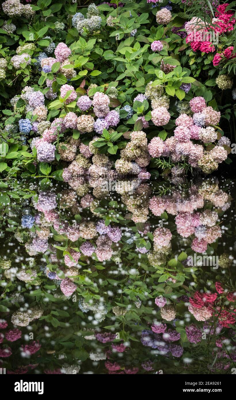 A Japanese Balsam tree drops tufts of cotton over the surface of the ...