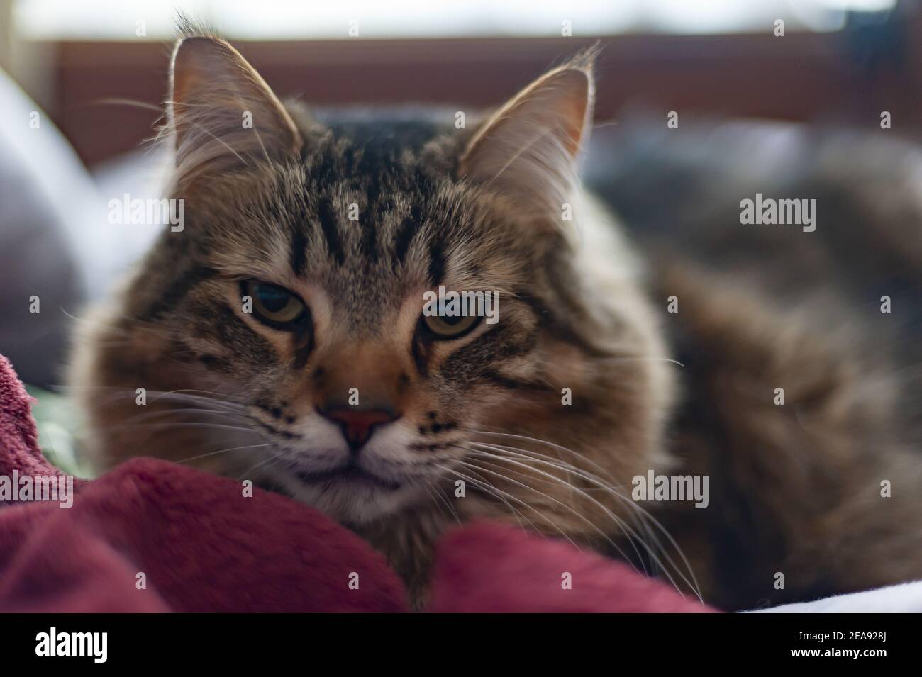 Old grumpy cat fluffy hi-res stock photography and images - Alamy