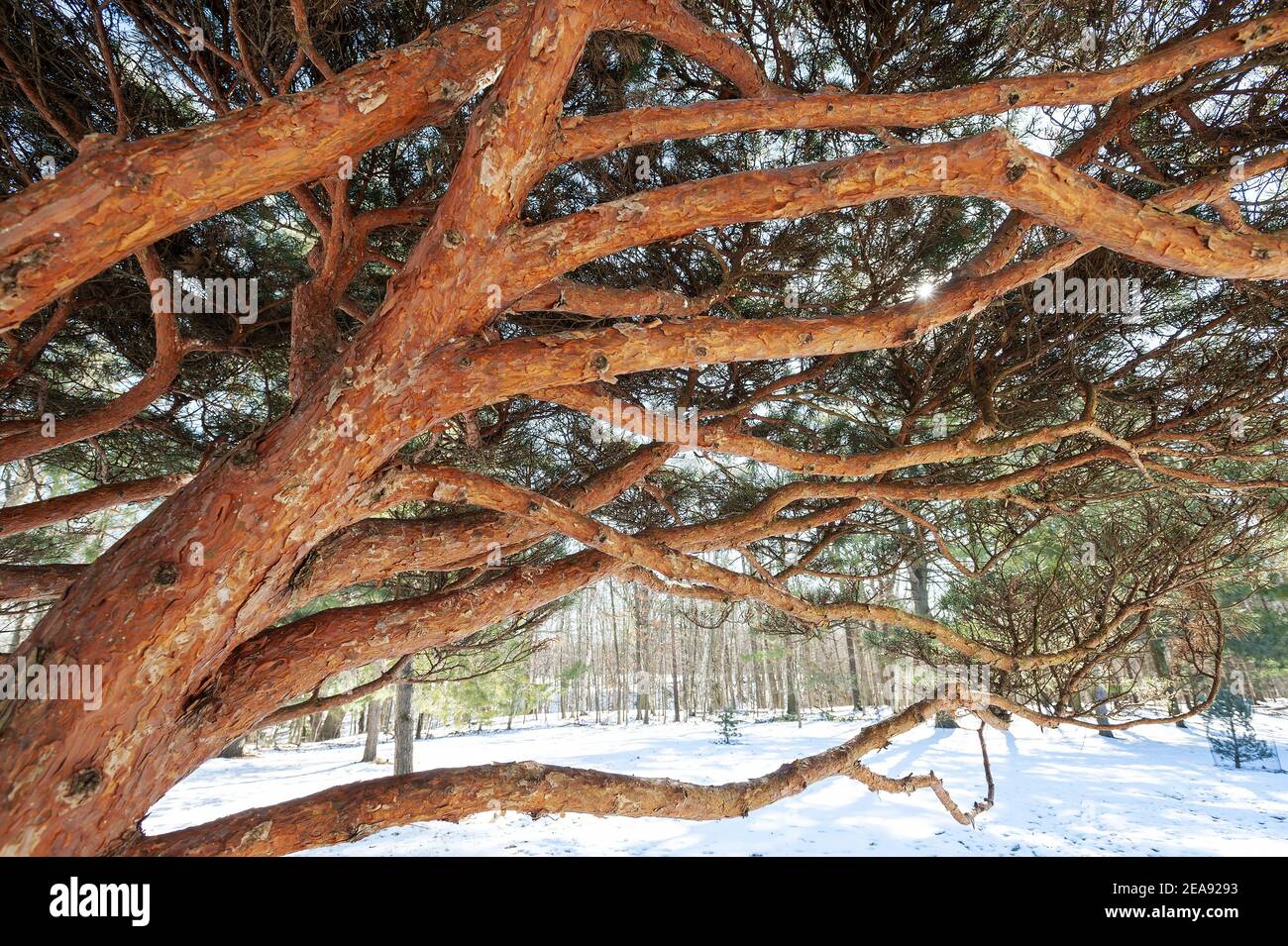 Beautiful tree with a number of branches grown in the forest in win ...