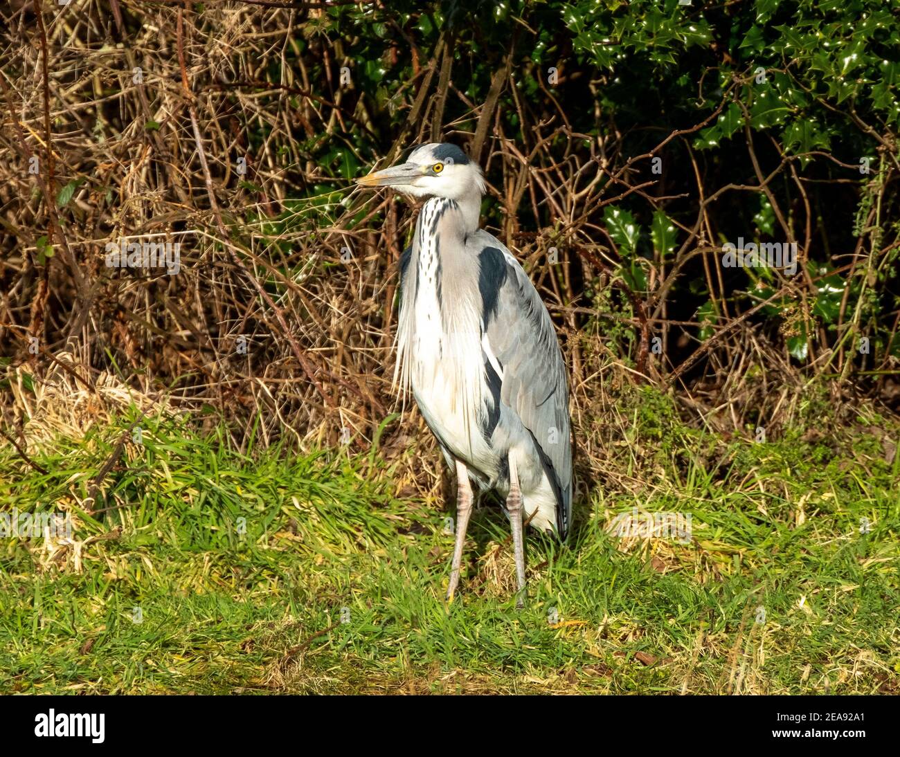 Grey Heron (ardea cinerea) standing on the banks of the river Almond ...