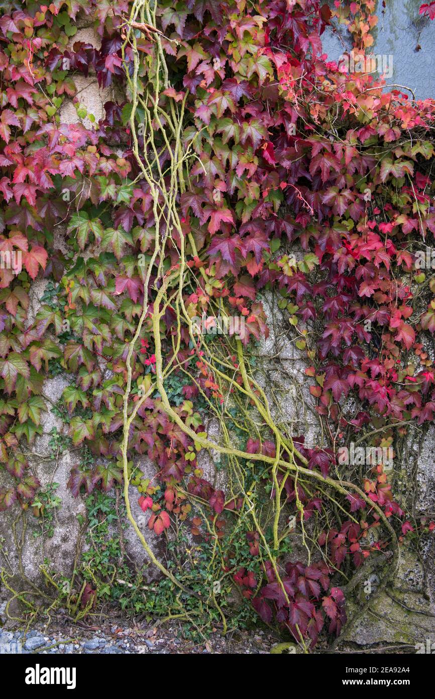 A colorful vine grows on a wall Stock Photo - Alamy