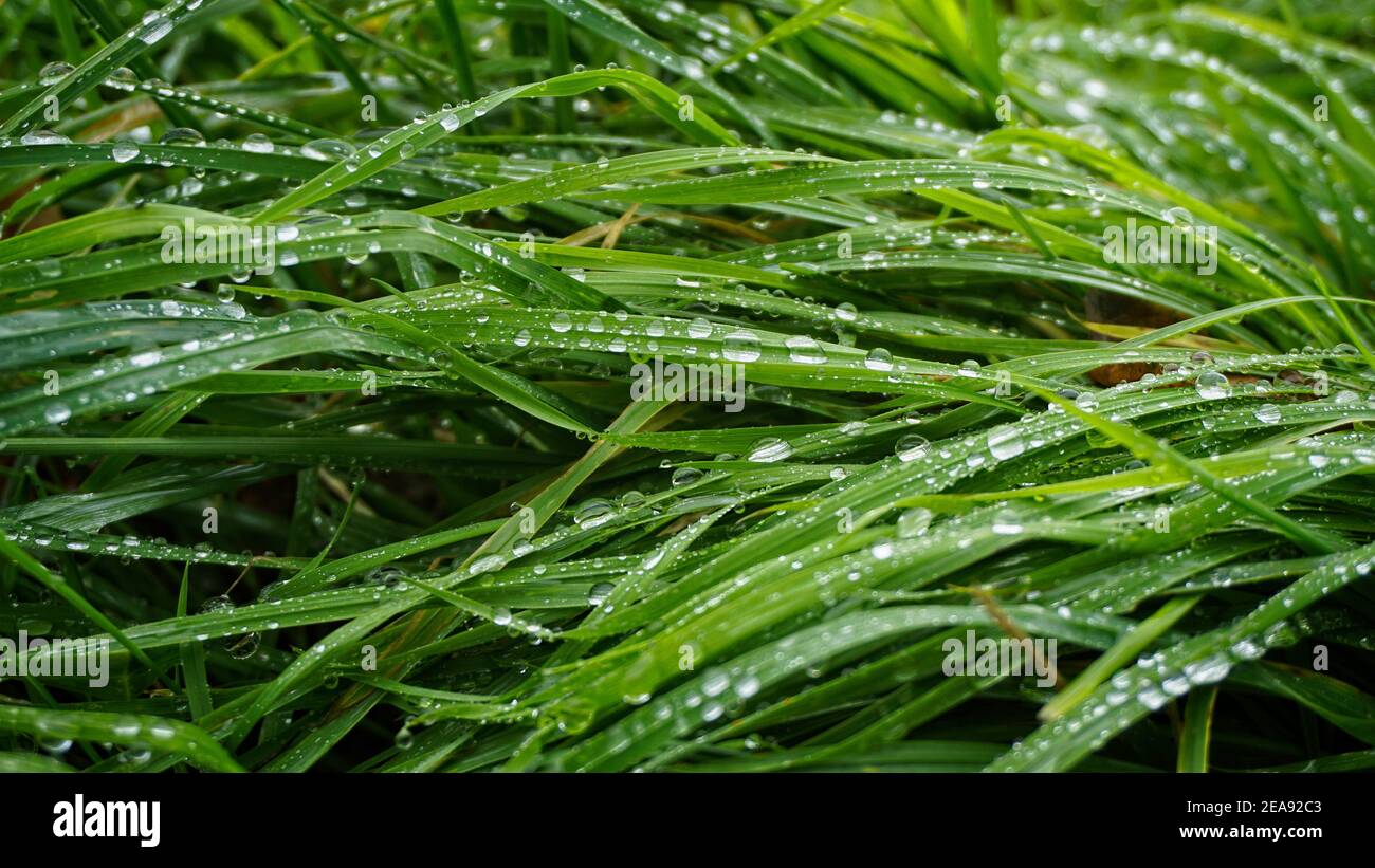 Outdoor pattern grass blades hi-res stock photography and images - Alamy