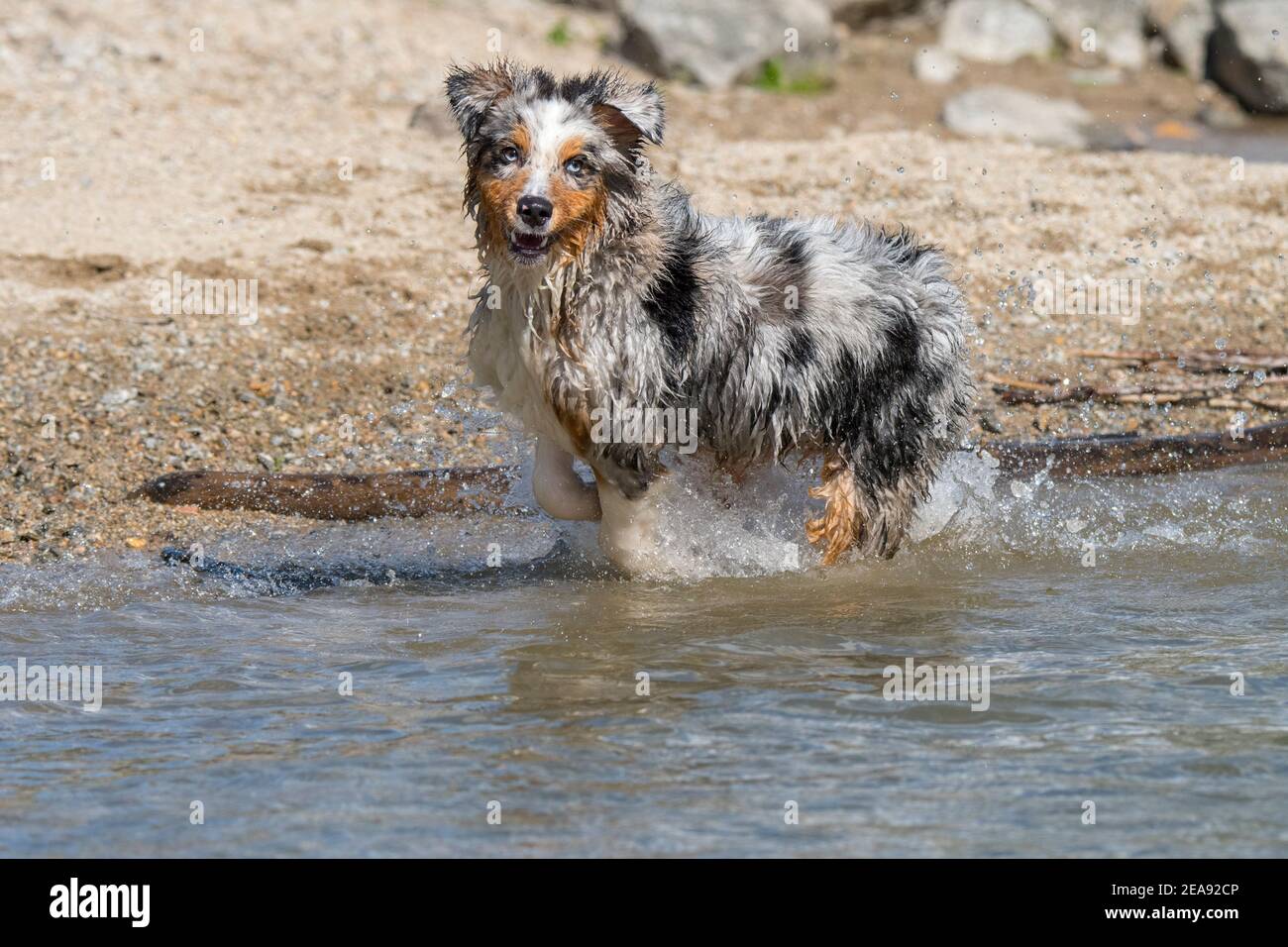 blue merle Australian shepherd dog runs on the shore of the Ceresole ...