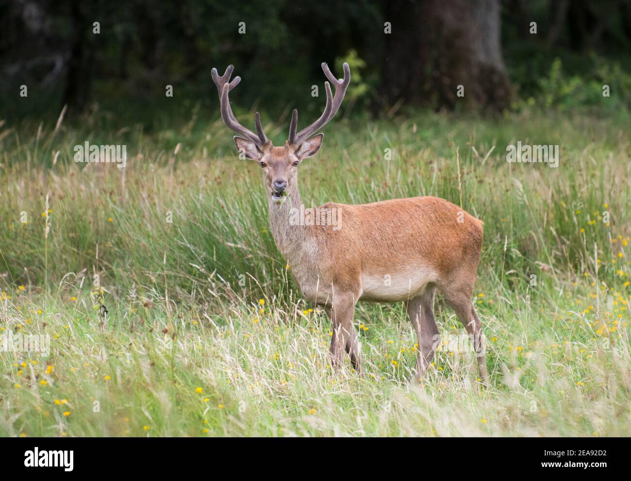 Killarney National Park Wildlife Hi Res Stock Photography And Images