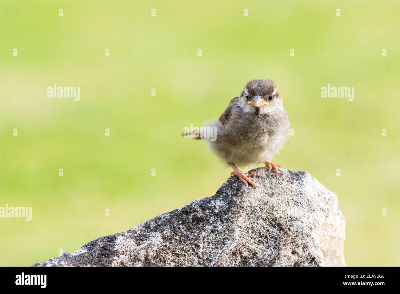 Juvenile House Sparrow [ Passer domesticus ] on a rock with out of ...