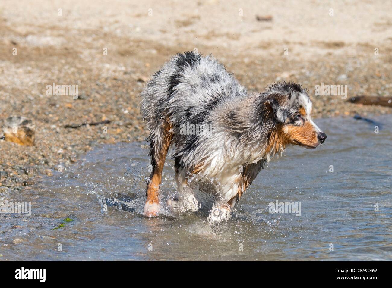 blue merle Australian shepherd dog runs on the shore of the Ceresole ...