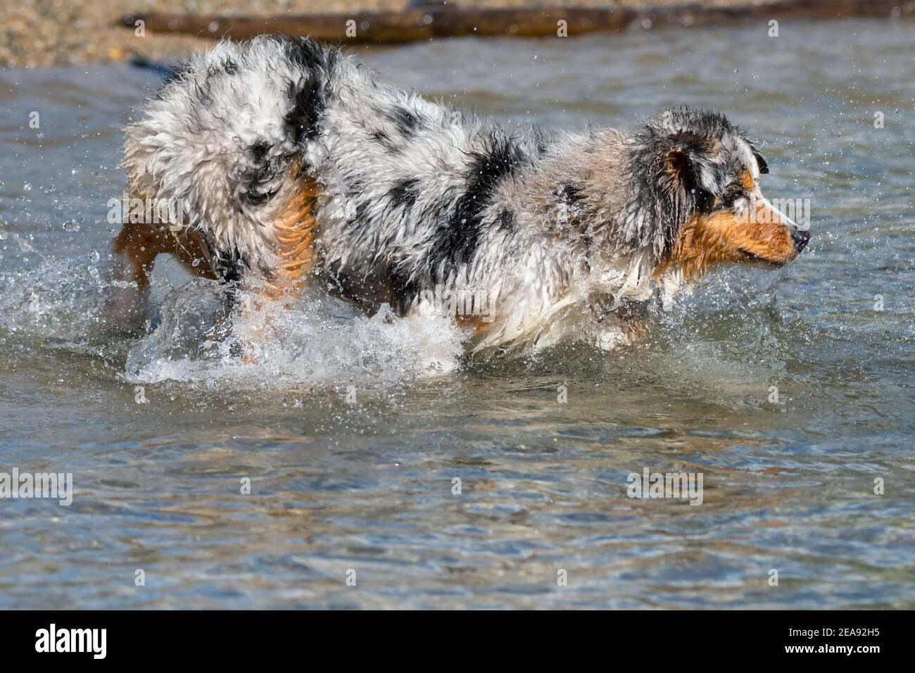 blue merle Australian shepherd dog runs on the shore of the Ceresole ...