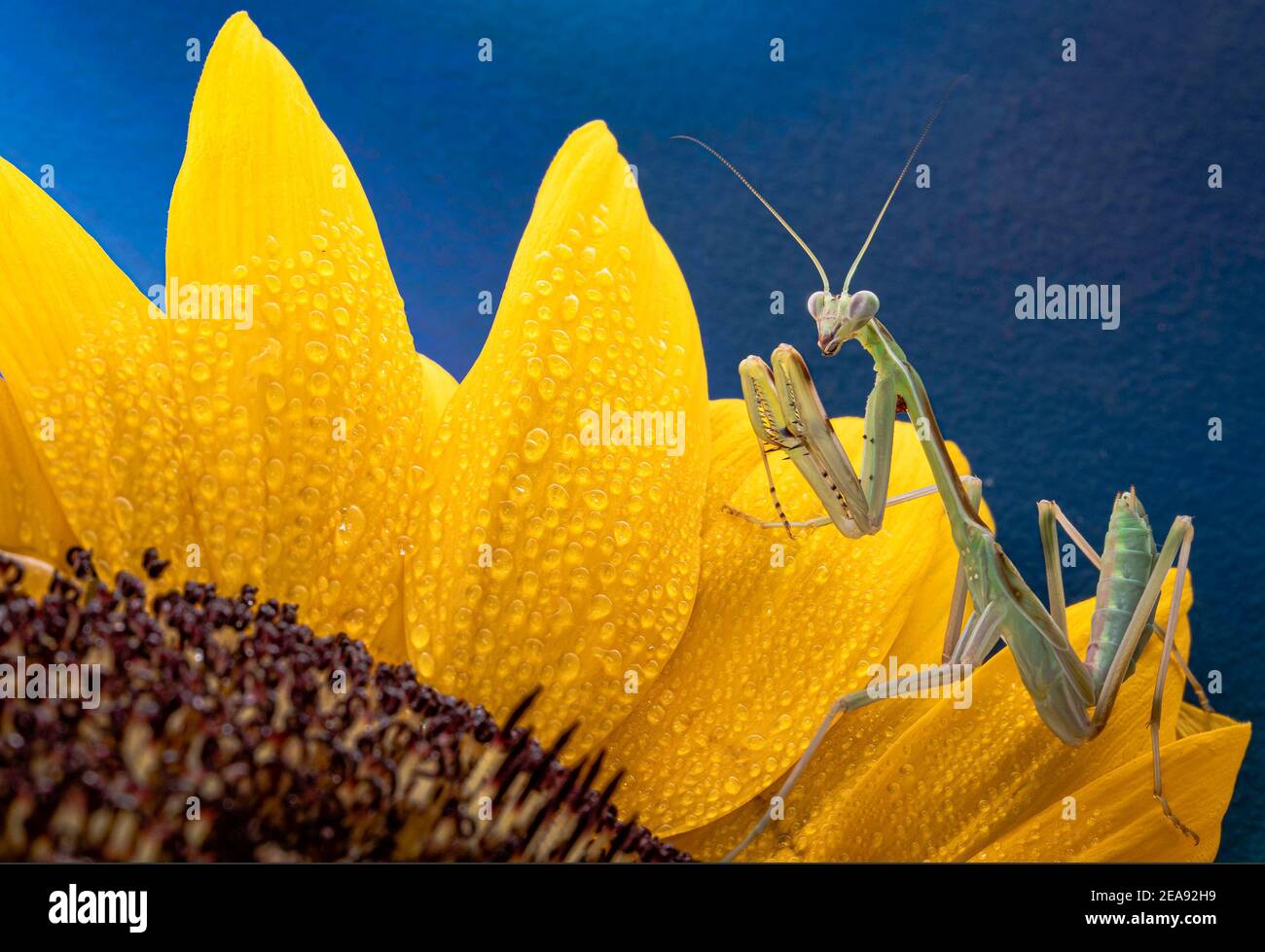 Zebra Praying Mantis on a Yellow Sunflower Stock Photo - Alamy