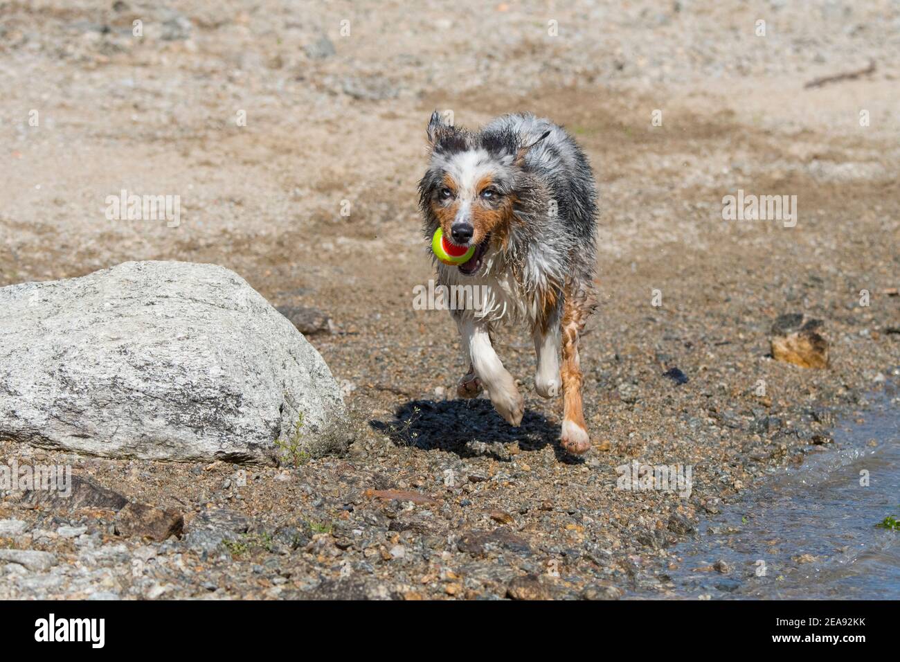 blue merle Australian shepherd dog runs on the shore of the Ceresole ...