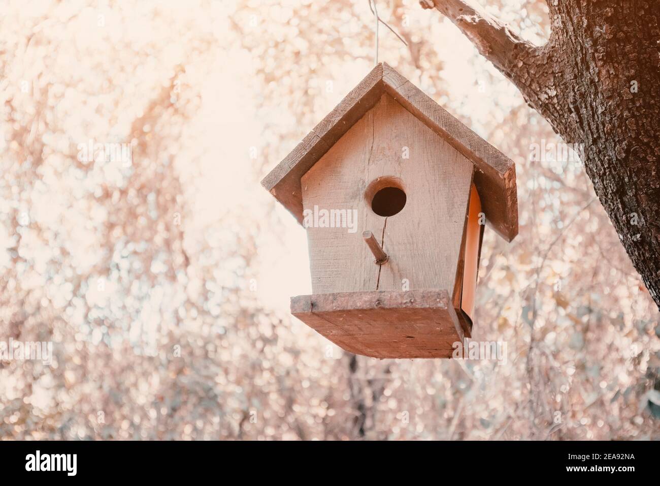 An empty birdhouse hangs on a tree branch in the Park. Environmental ...