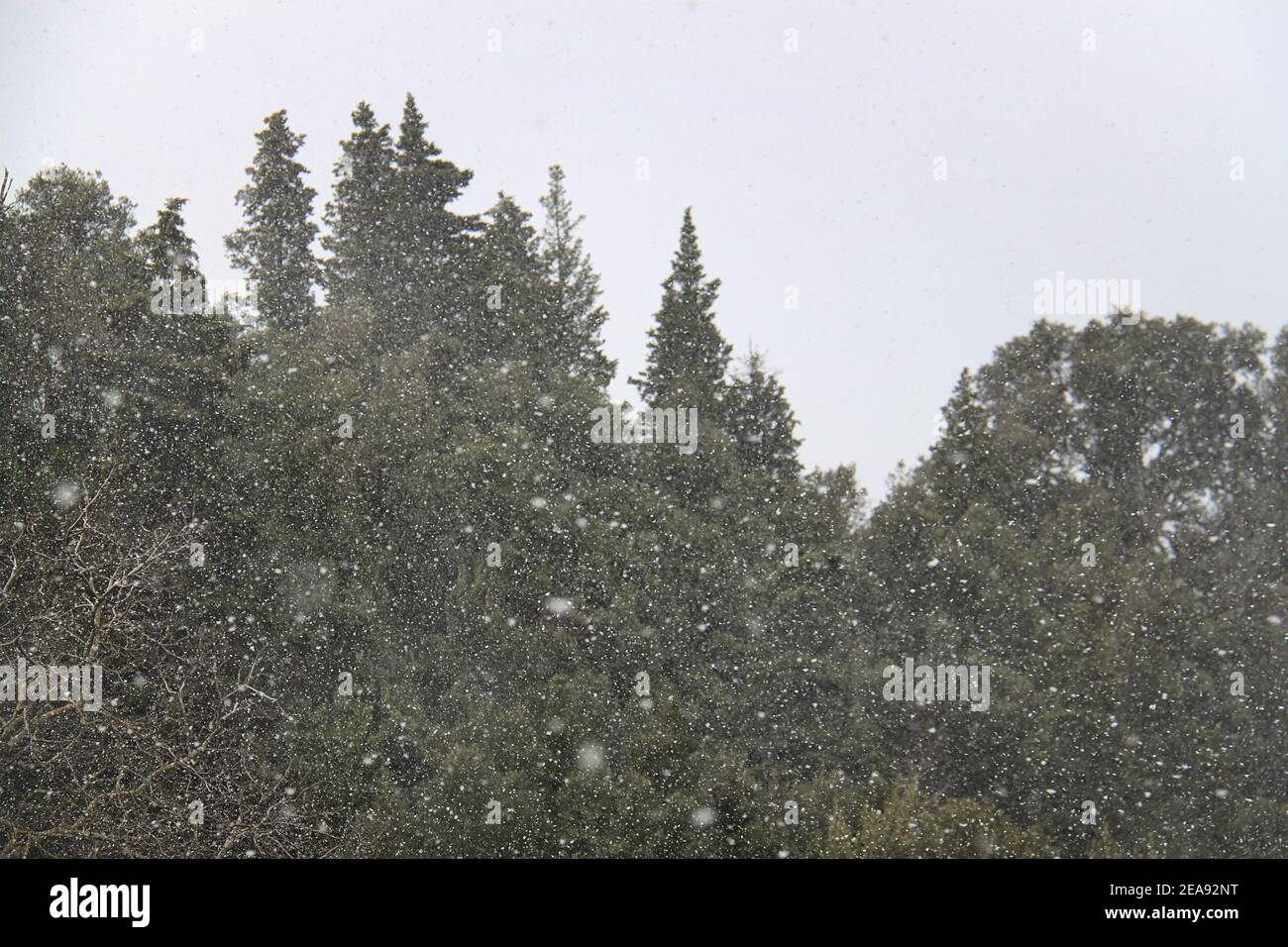 Pine trees in a snowstorm hi-res stock photography and images - Alamy