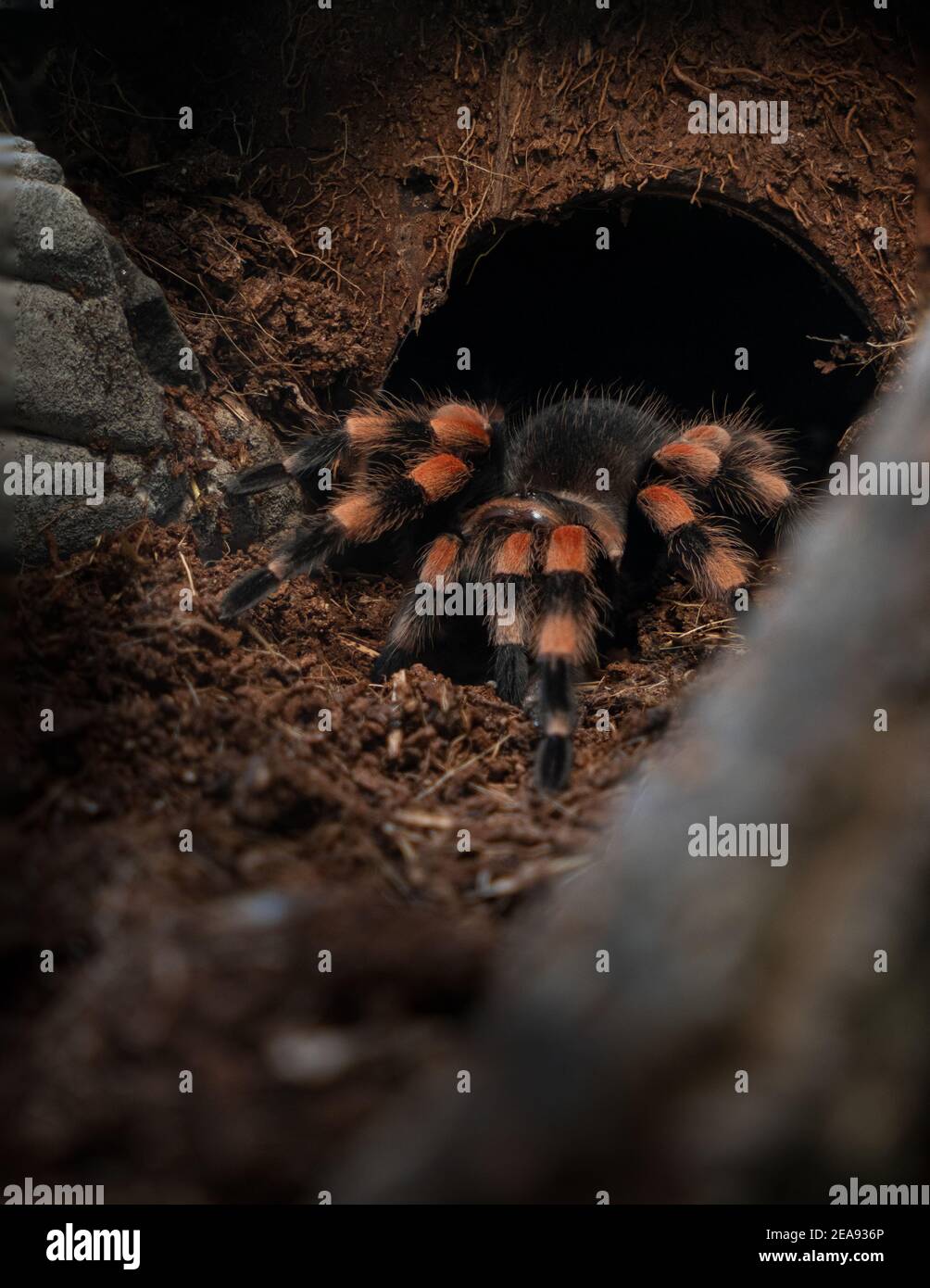 Brachypelma smithi spider on land in its natural habitat Stock Photo ...