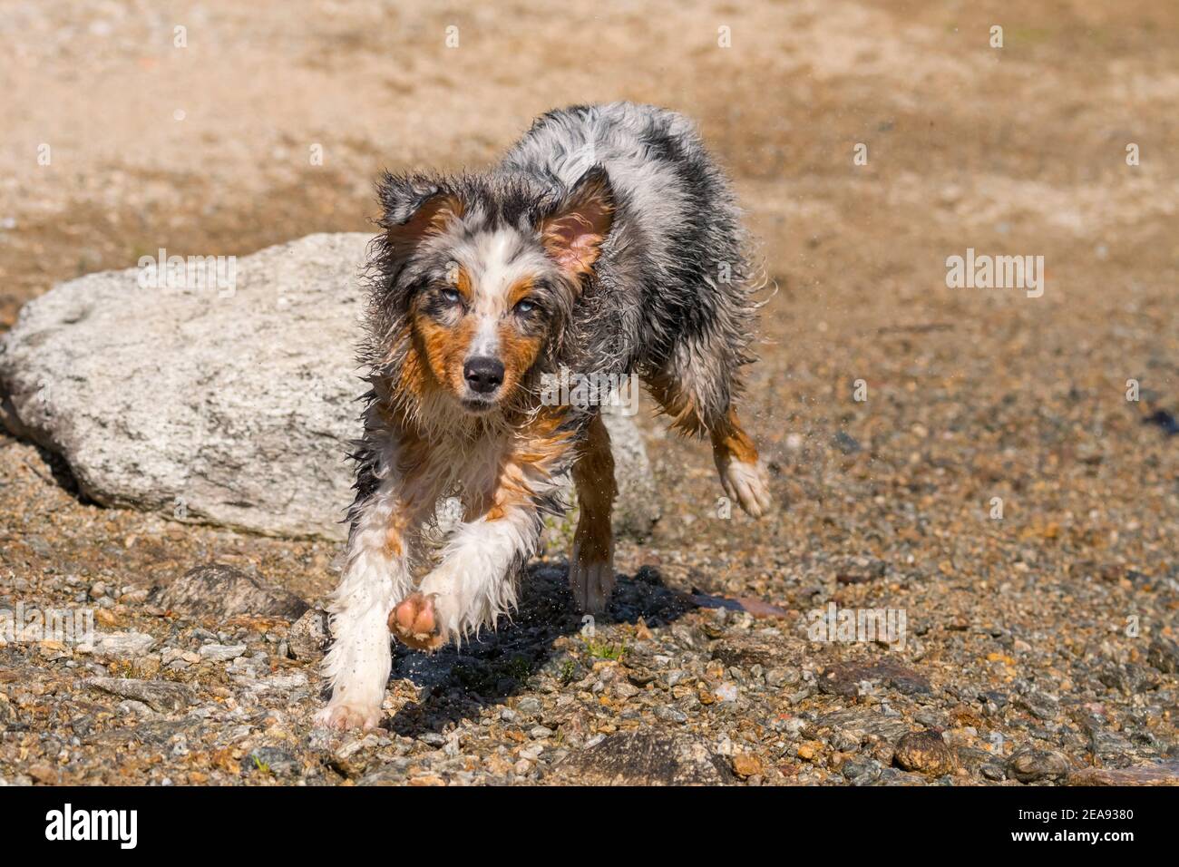 blue merle Australian shepherd dog runs on the shore of the Ceresole ...