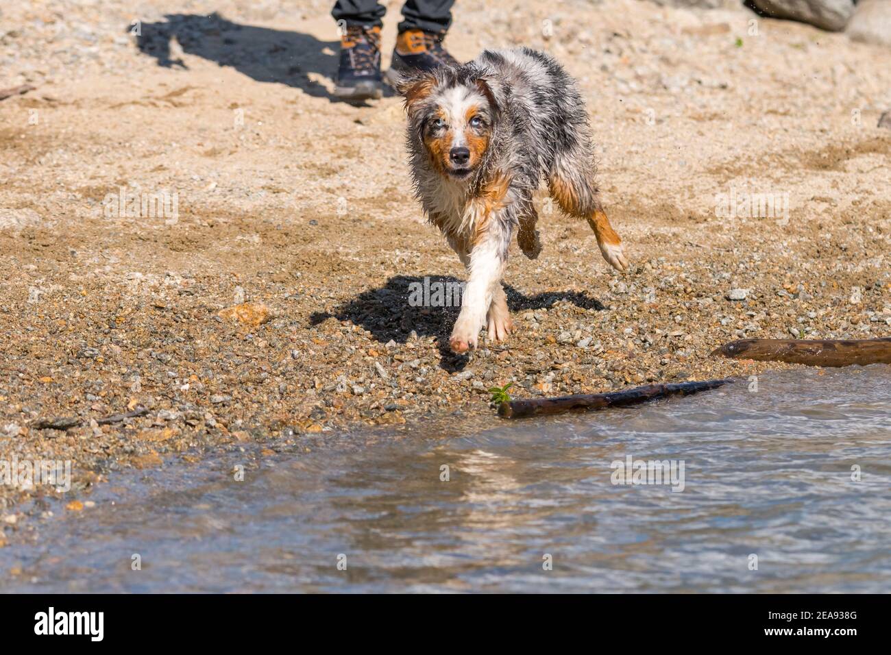blue merle Australian shepherd dog runs on the shore of the Ceresole ...