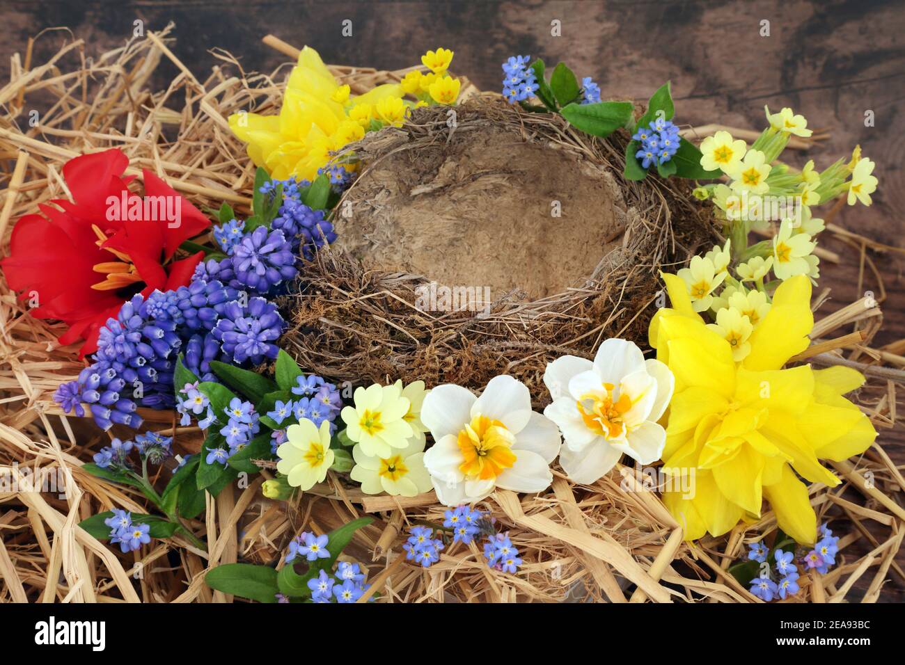 Flown the nest concept with an empty natural nest & spring flowers of ...