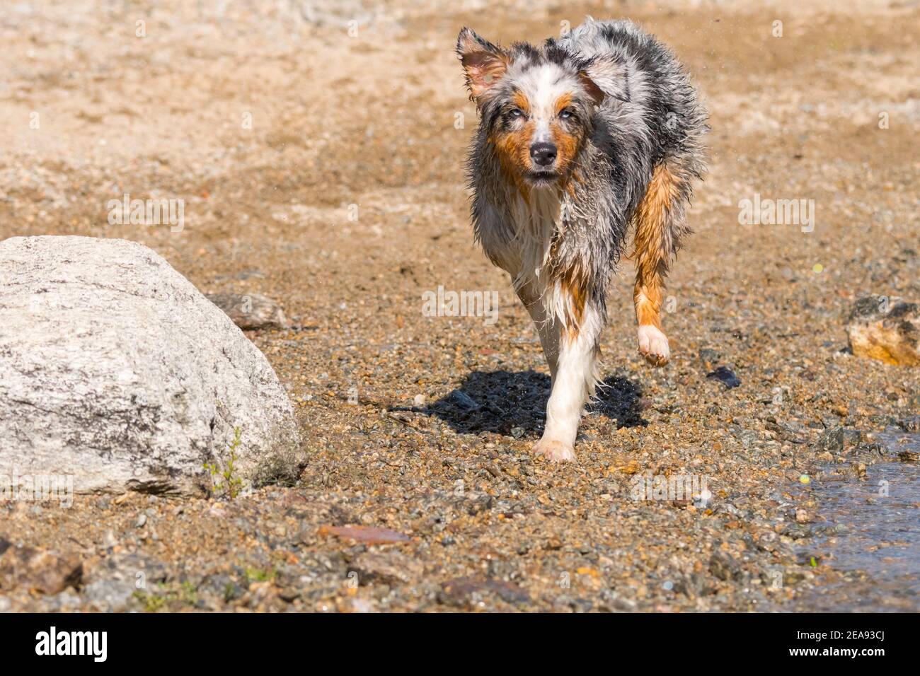 blue merle Australian shepherd dog runs on the shore of the Ceresole ...