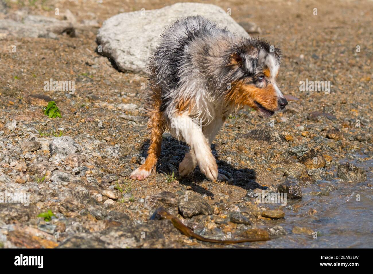 blue merle Australian shepherd dog runs on the shore of the Ceresole ...