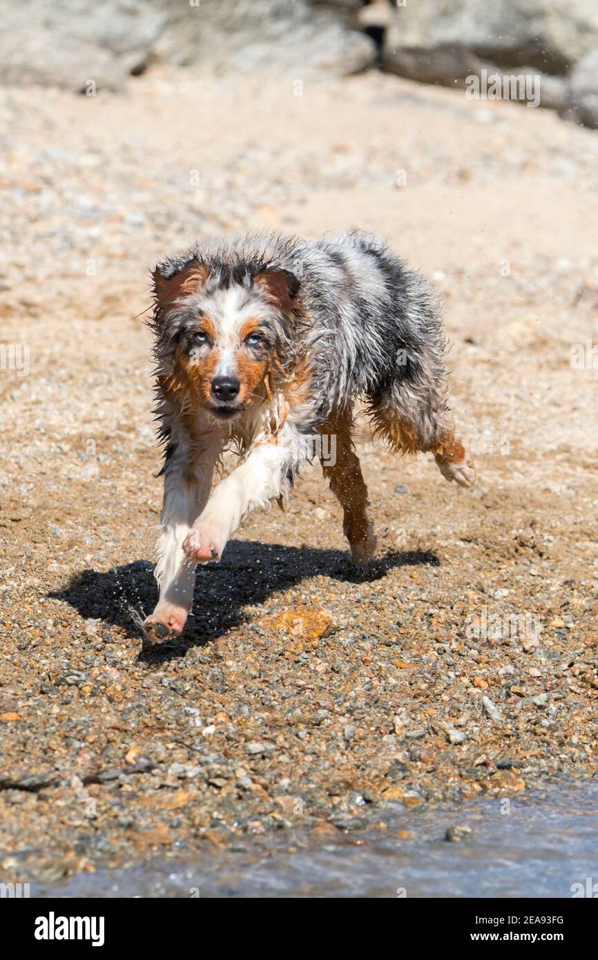 blue merle Australian shepherd dog runs on the shore of the Ceresole ...