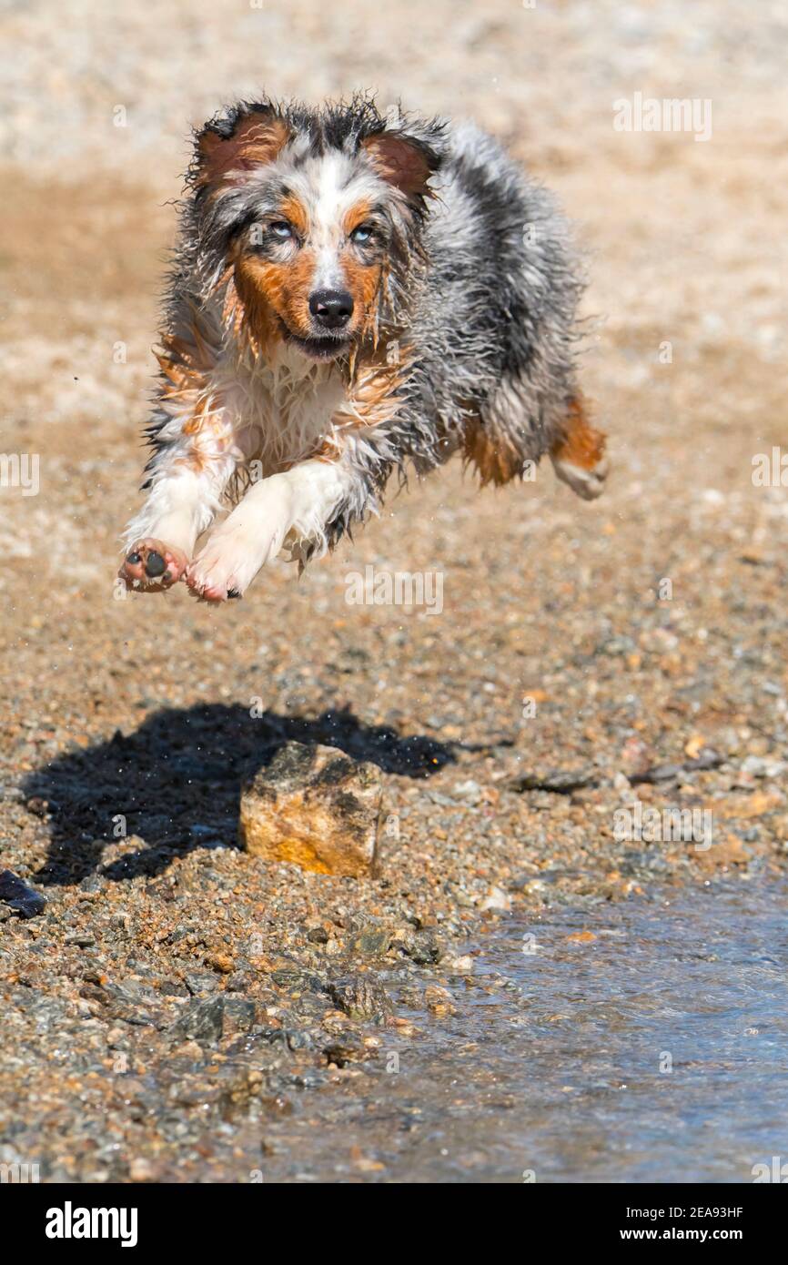 blue merle Australian shepherd dog runs on the shore of the Ceresole ...