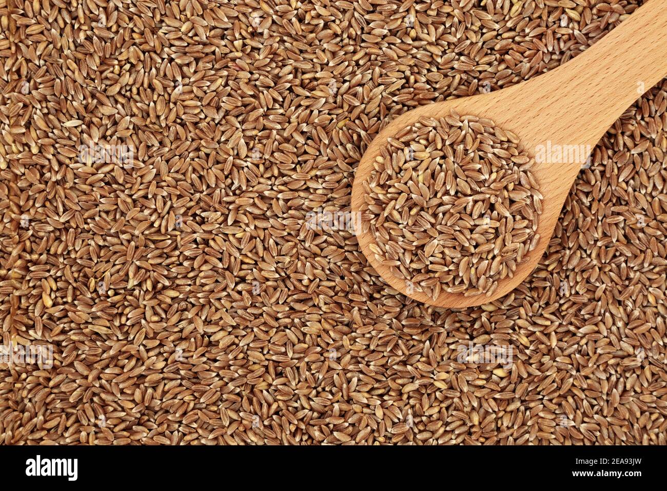 Organic emmer farro wheat grain in a wooden spoon & forming a ...