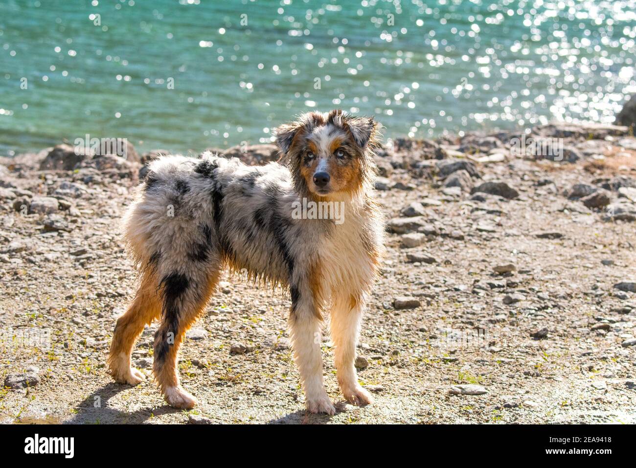 blue merle Australian shepherd dog runs on the shore of the Ceresole ...