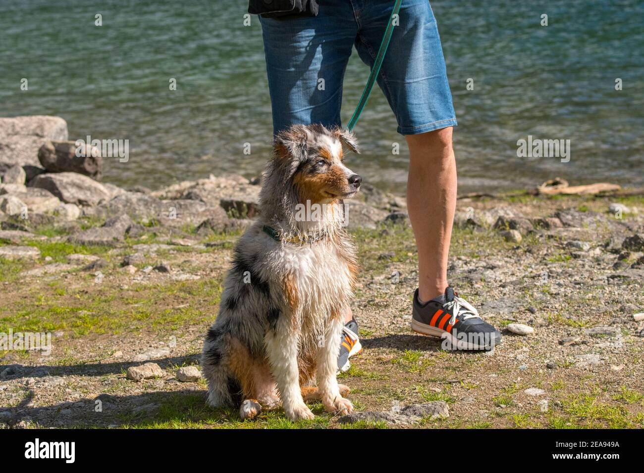 blue merle Australian shepherd dog runs on the shore of the Ceresole ...