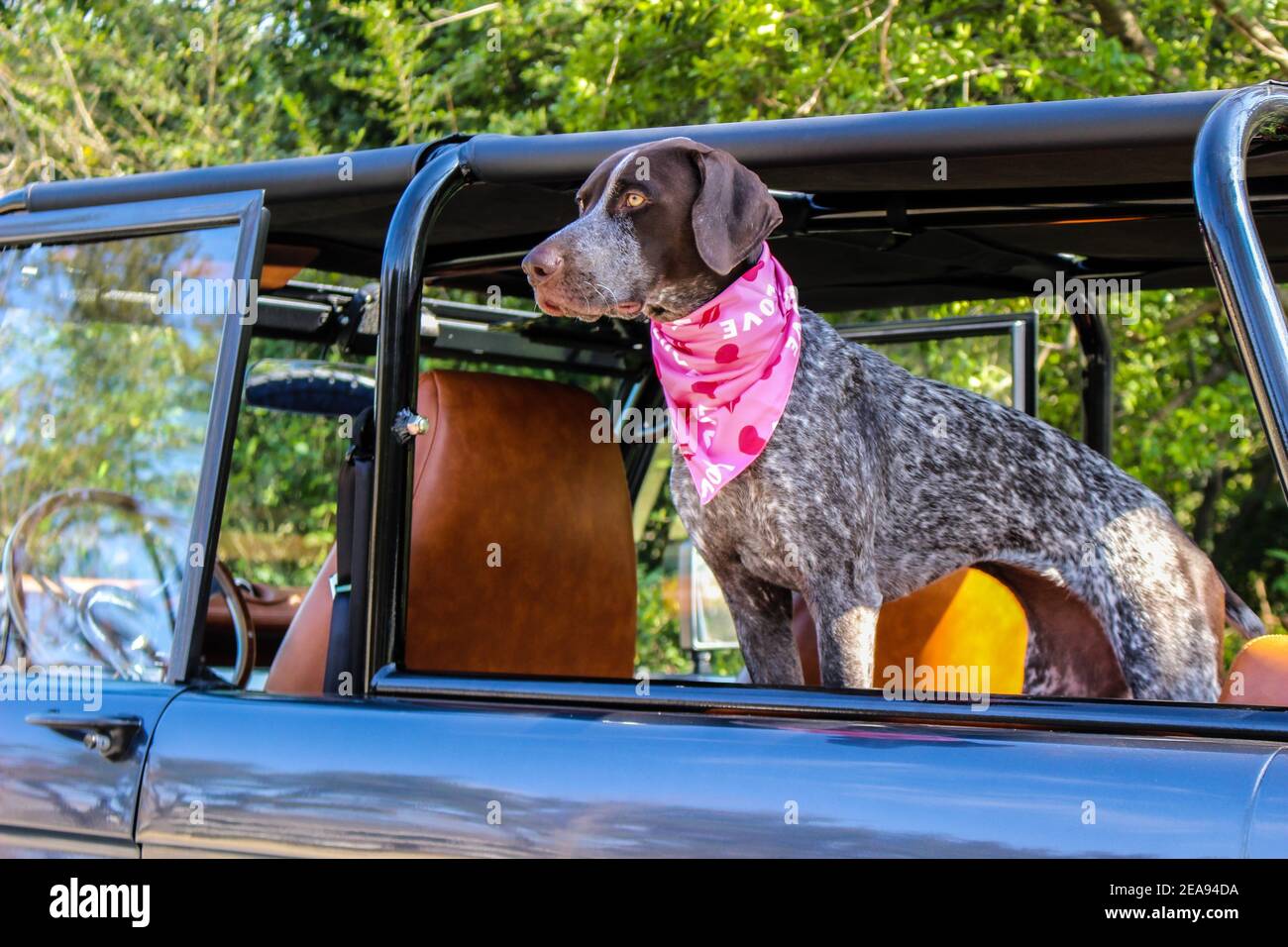 GSP and 1970 Ford Bronco Stock Photo - Alamy