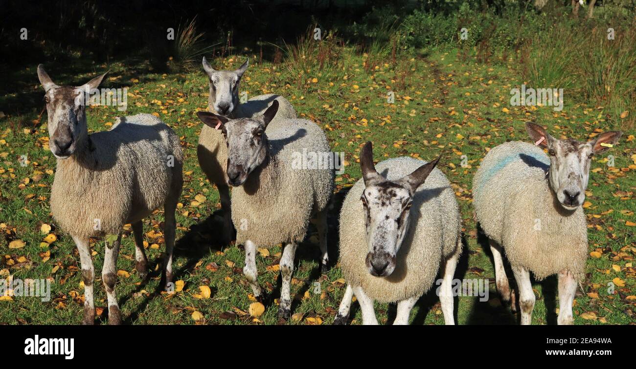 Blue faced leicester sheep hi-res stock photography and images - Alamy