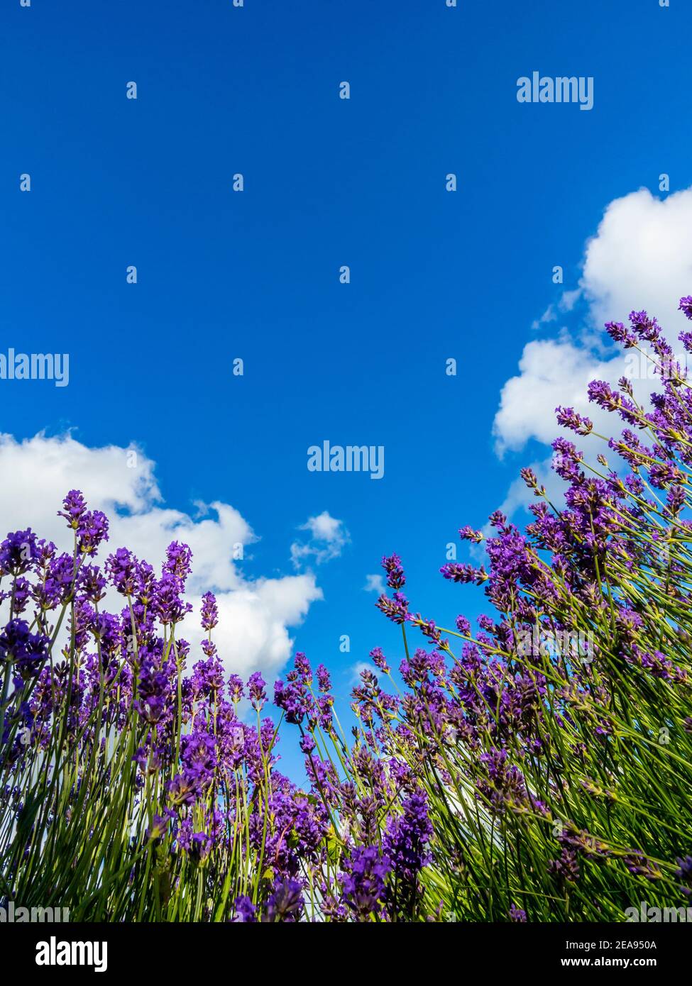 Lavandula common name lavender is a genus of 47 known species of ...