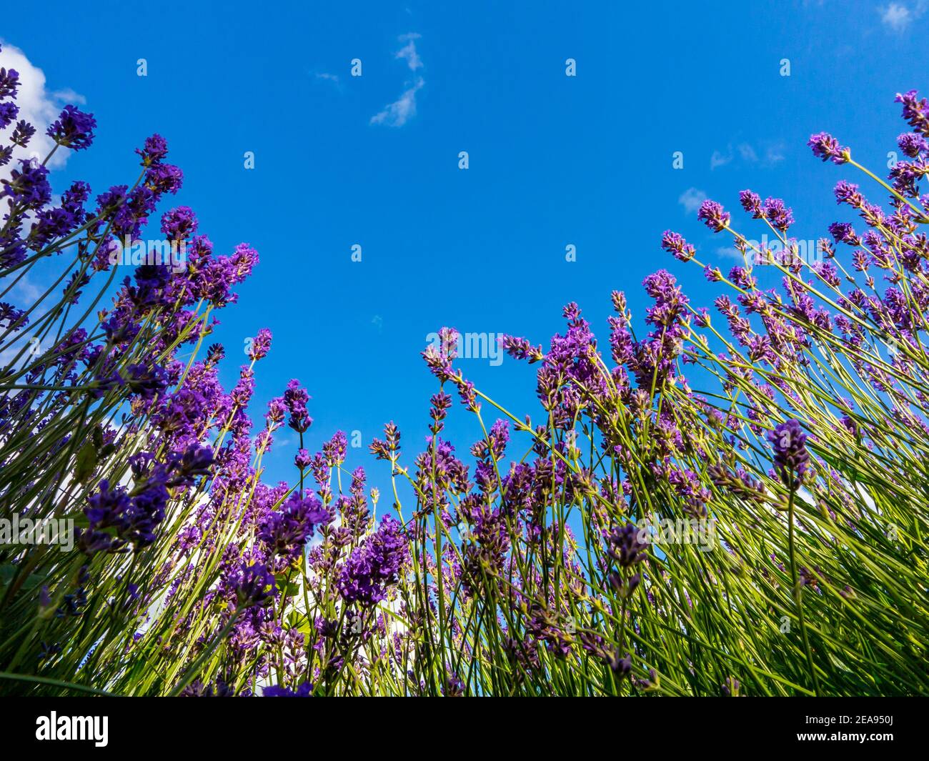 Lavandula common name lavender is a genus of 47 known species of ...