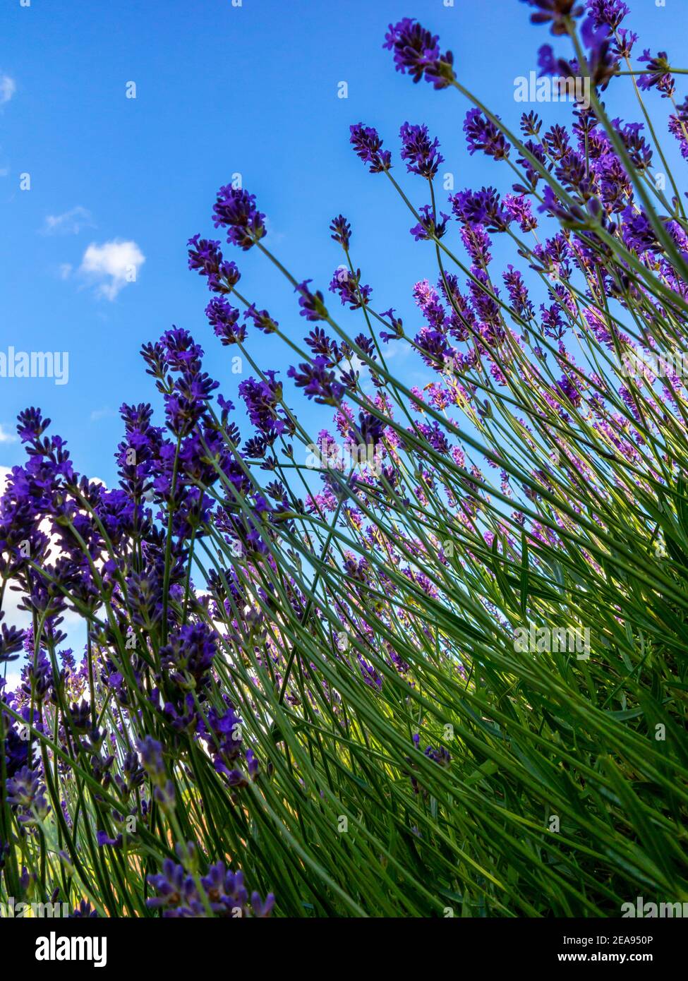Lavandula common name lavender is a genus of 47 known species of ...