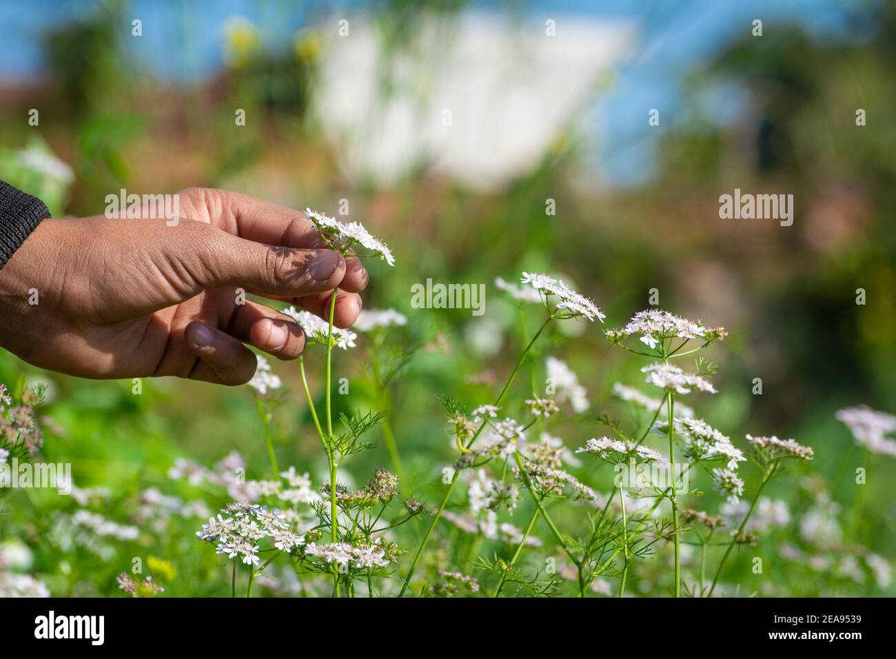 Natural coriander field hi-res stock photography and images - Alamy