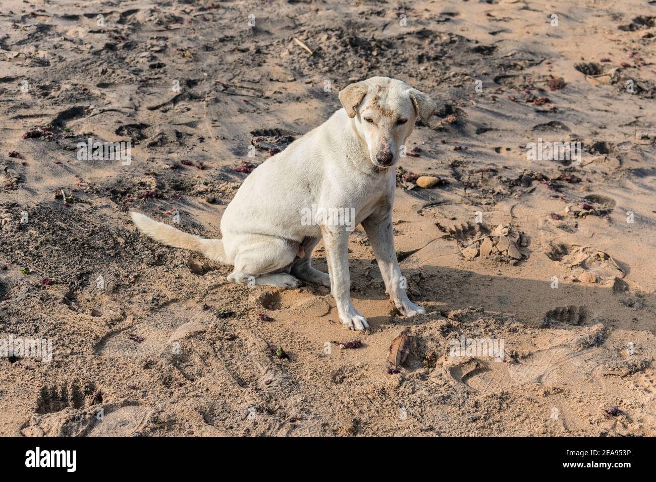 Indian street dogs playing and feed in the sea shore at In sunny Midday ...