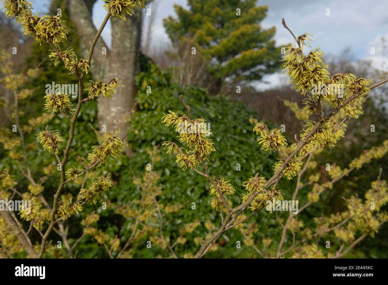 Hamamelis x intermedia pallida hi-res stock photography and images - Alamy