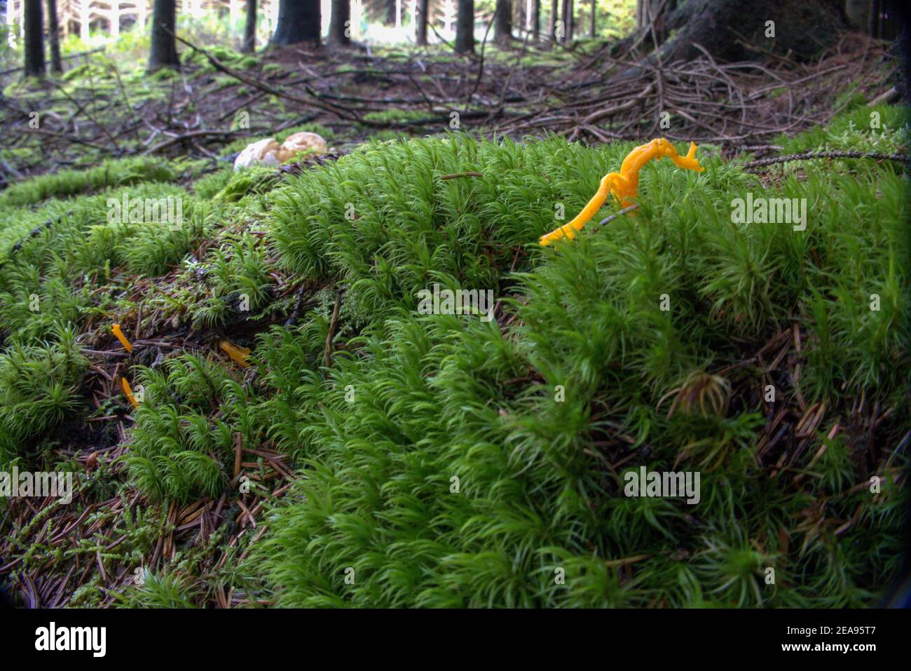 sticky yellow coral mushroom Stock Photo - Alamy