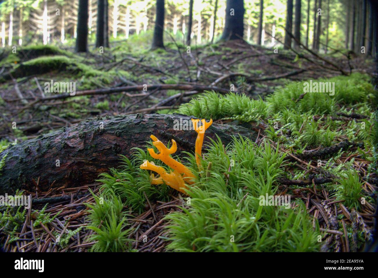sticky yellow coral mushroom Stock Photo - Alamy